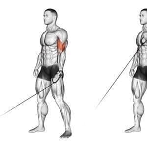 Curl de Bíceps en polea: Cómo hacerlo, errores comunes y variantes