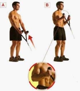 Curl de Bíceps en polea: Cómo hacerlo, errores comunes y variantes